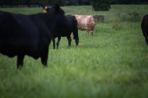 Fighting deforestation: Amazon ranchers optimise cattle farming to ...